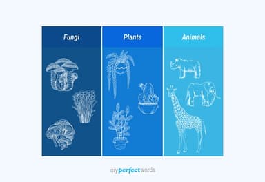 How To Write A Classification Essay in 7 Steps + Examples